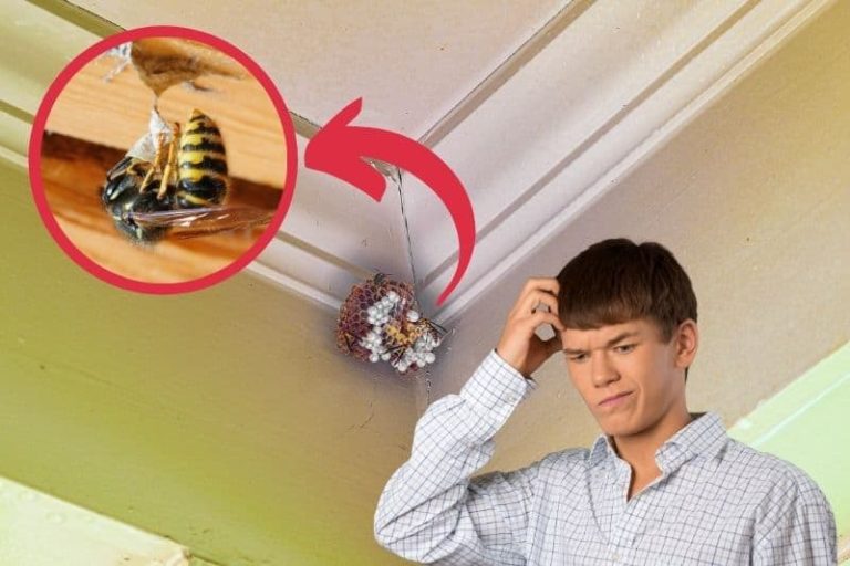 Why Do I Have Lethargic Wasps in the House?