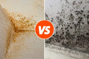 Mildew vs Mould - What's the Difference?