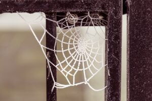 How to Get Rid of Cobwebs