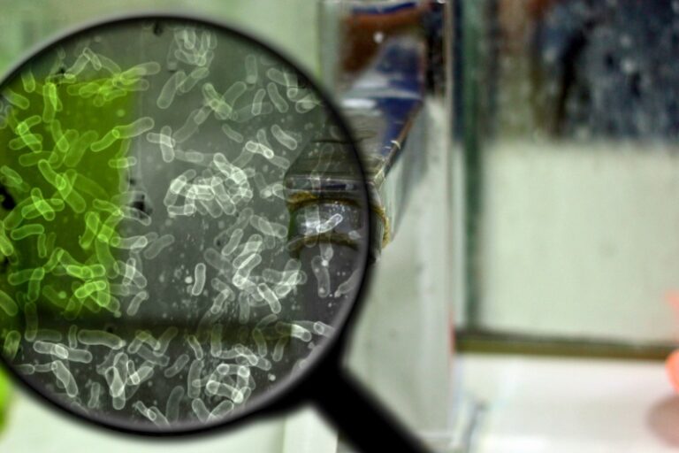 8 Facts About Toilet Bacteria