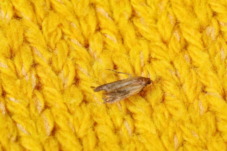 Why Do I Have Small Moths In My House?